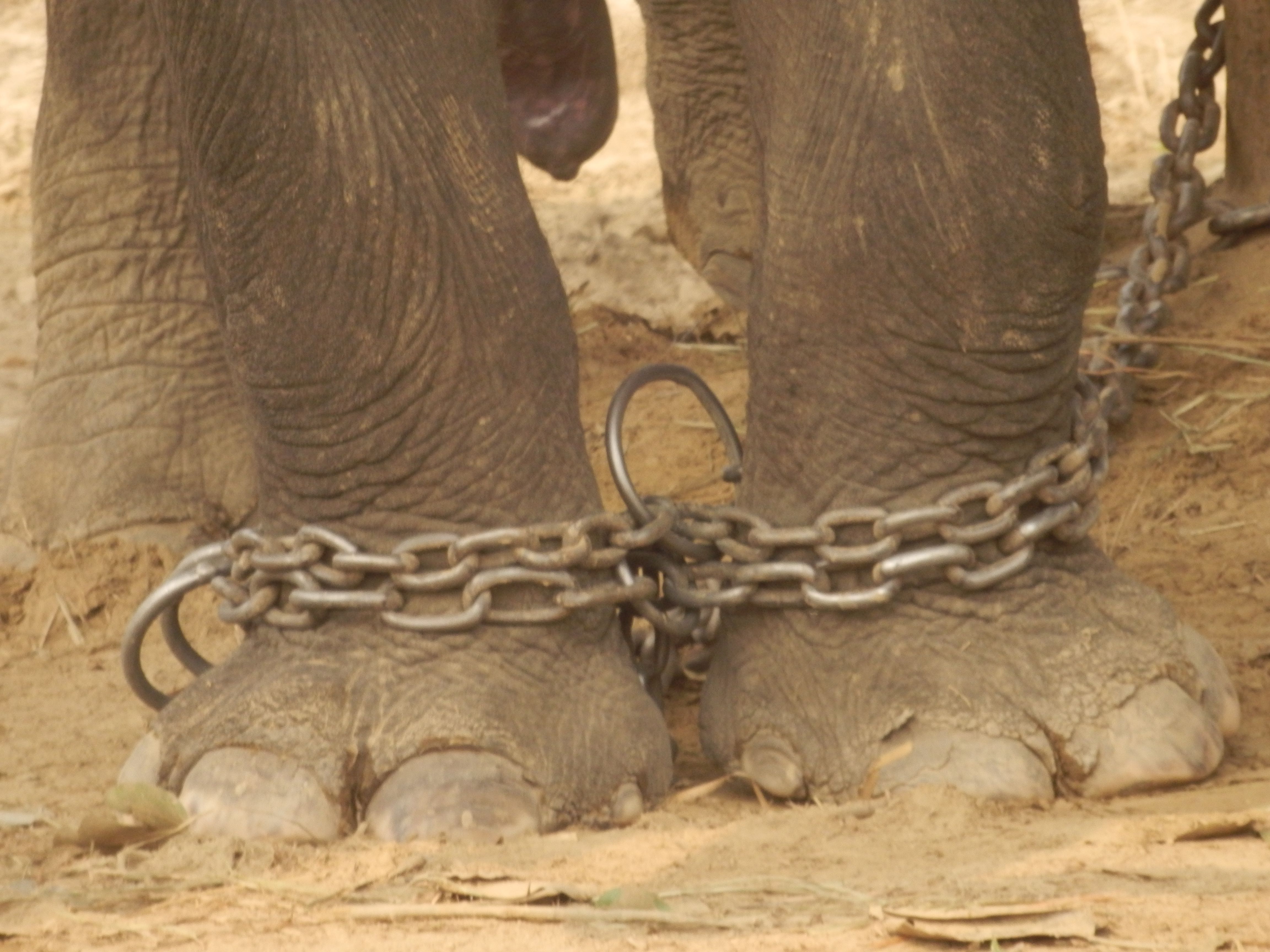 An elephant in chains and pain is terrible sight to behold | Thea & Tails